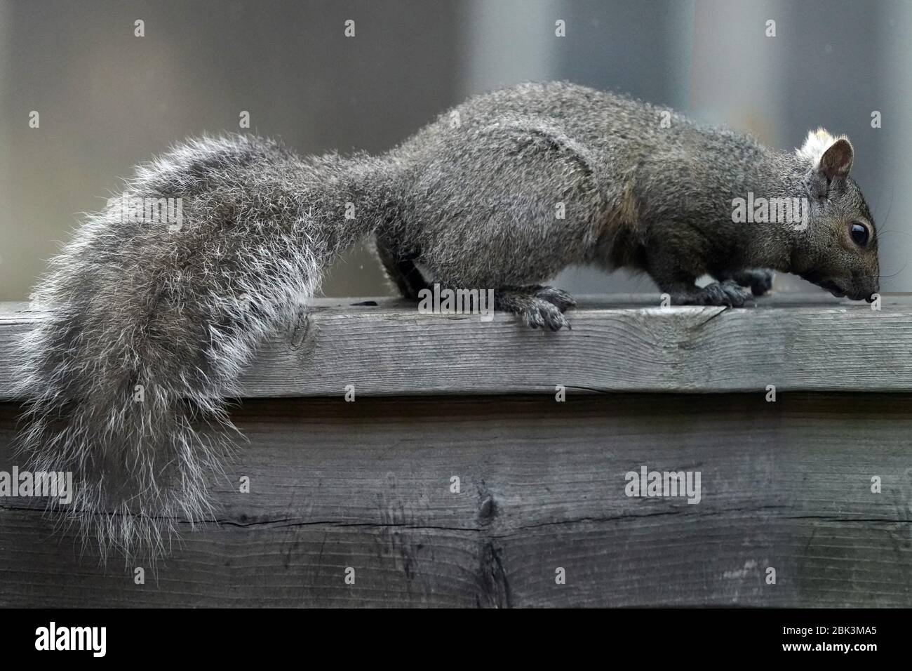 Squirrel in the backyard Stock Photo - Alamy