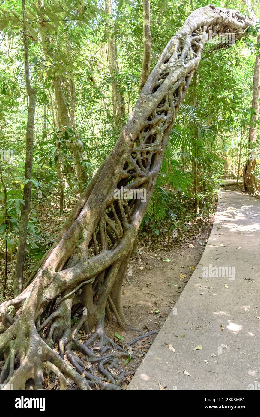 A columnar tree formed by a strangler fig after the central tree died ...