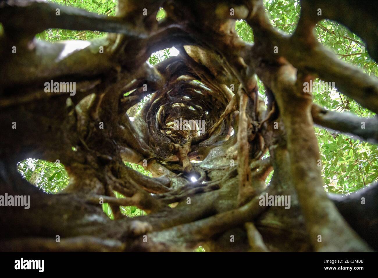 Looking inside a columnar tree formed by a strangler fig after the ...