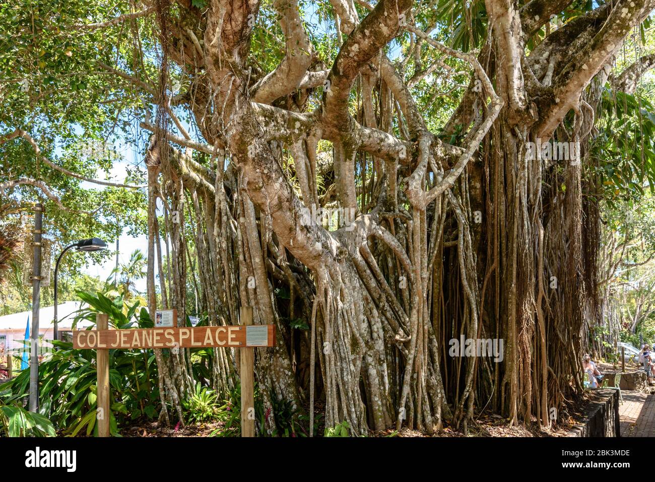 Col Jeanes Place in central Kuranda with a large fig tree Stock Photo ...