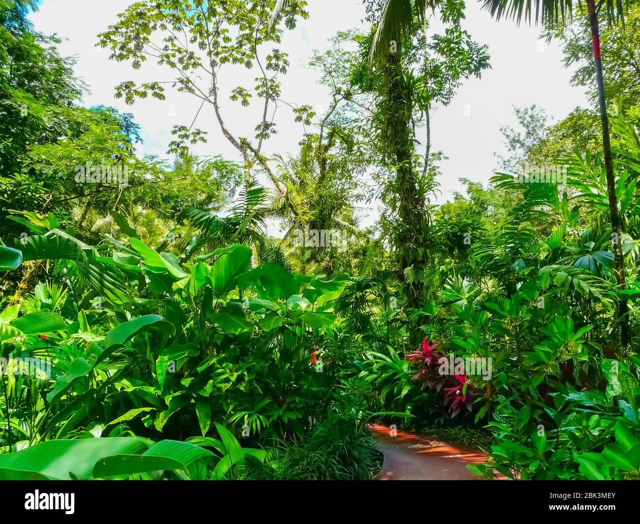 Tabacon Hot Springs River at Arenal Volcano, Alajuela, San Carlos ...