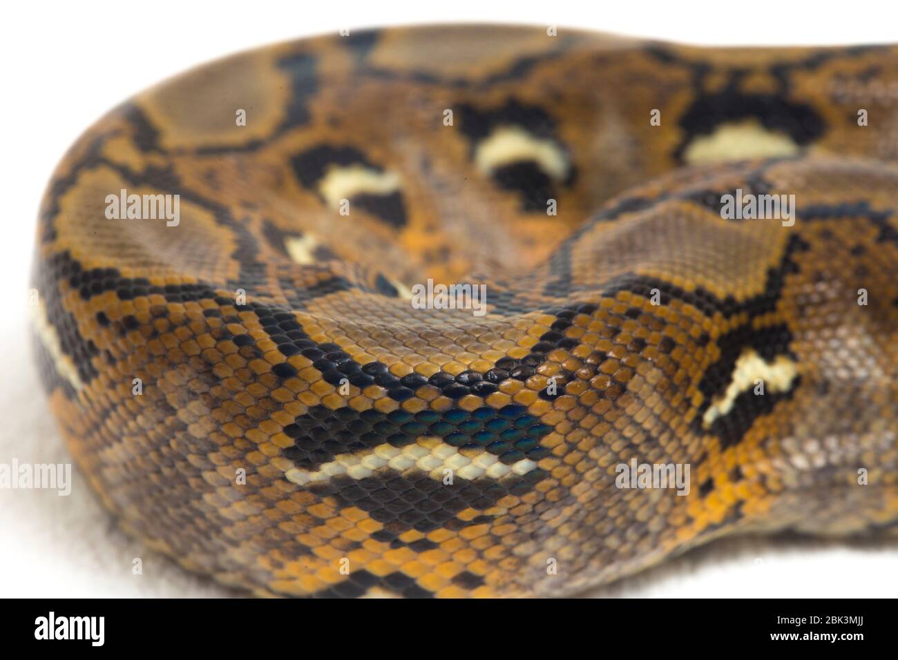Reticulated Python (Python reticulatus) isolated on white background ...