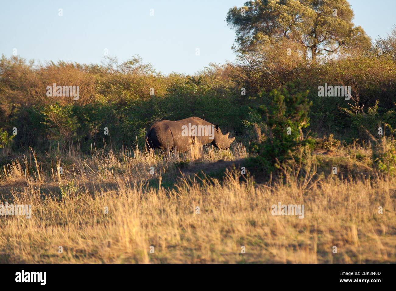 Rhino, Maasai Mara National Park, Kenya Stock Photo - Alamy