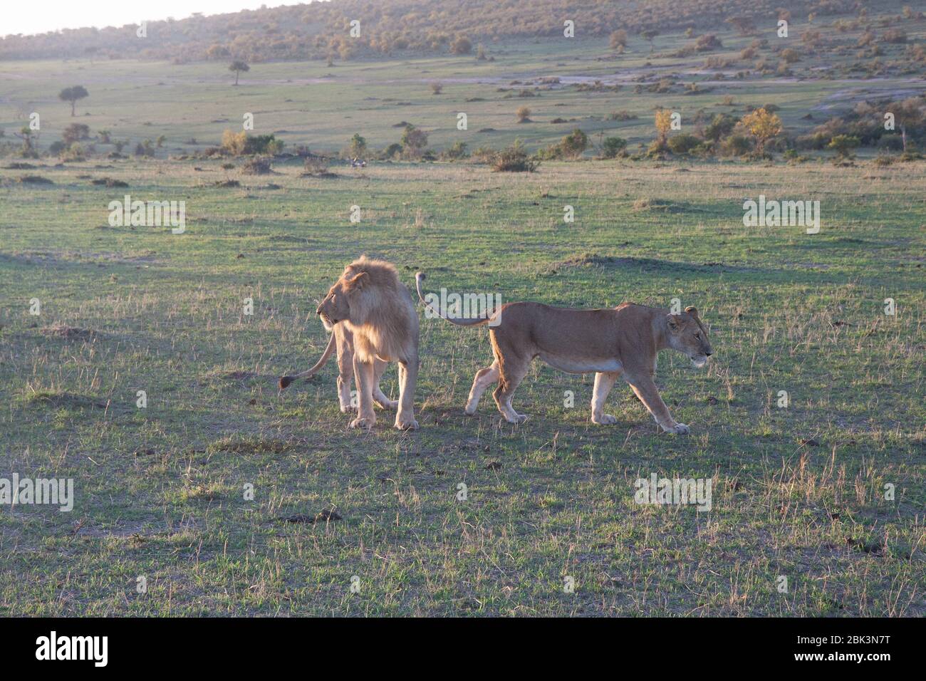Lions, Maasai Mara National Park, Kenya Stock Photo - Alamy