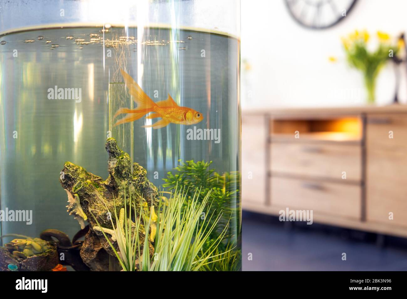 Pet goldfish tank hi-res stock photography and images - Alamy