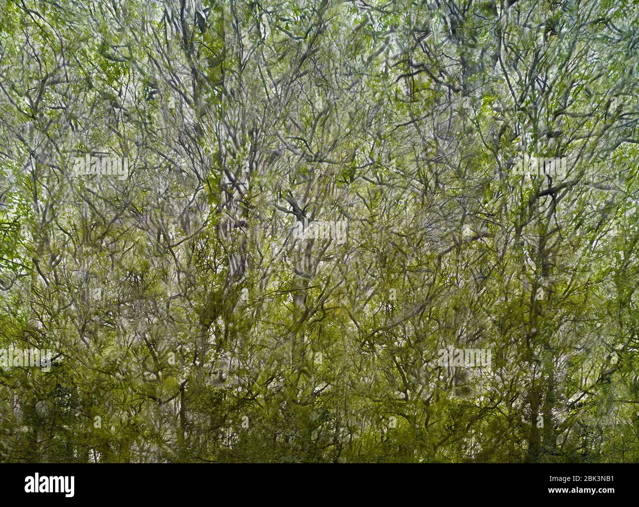 Abstract nature study with moving saplings creating ethereal patterns ...