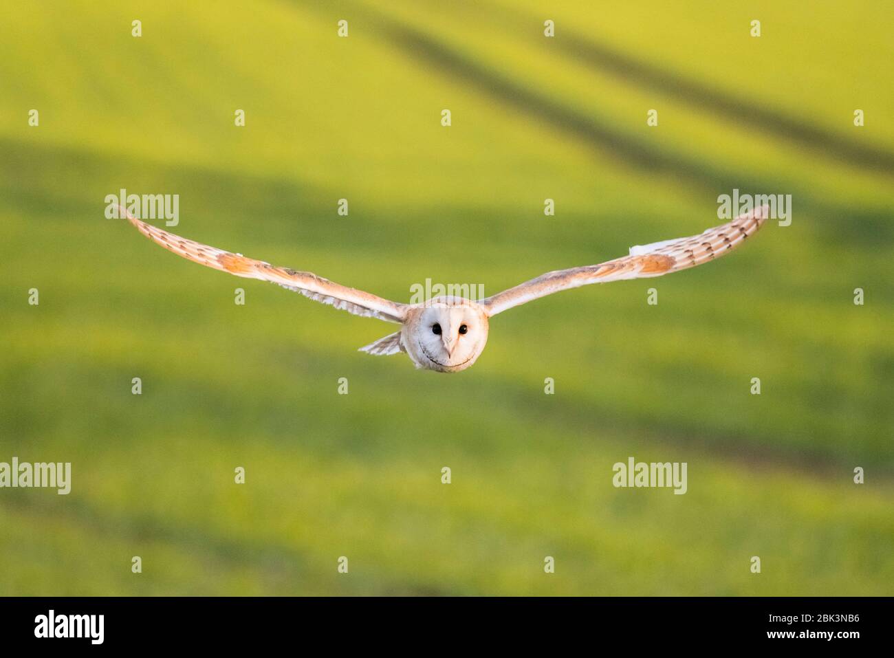 Flying barn owl hi-res stock photography and images - Alamy