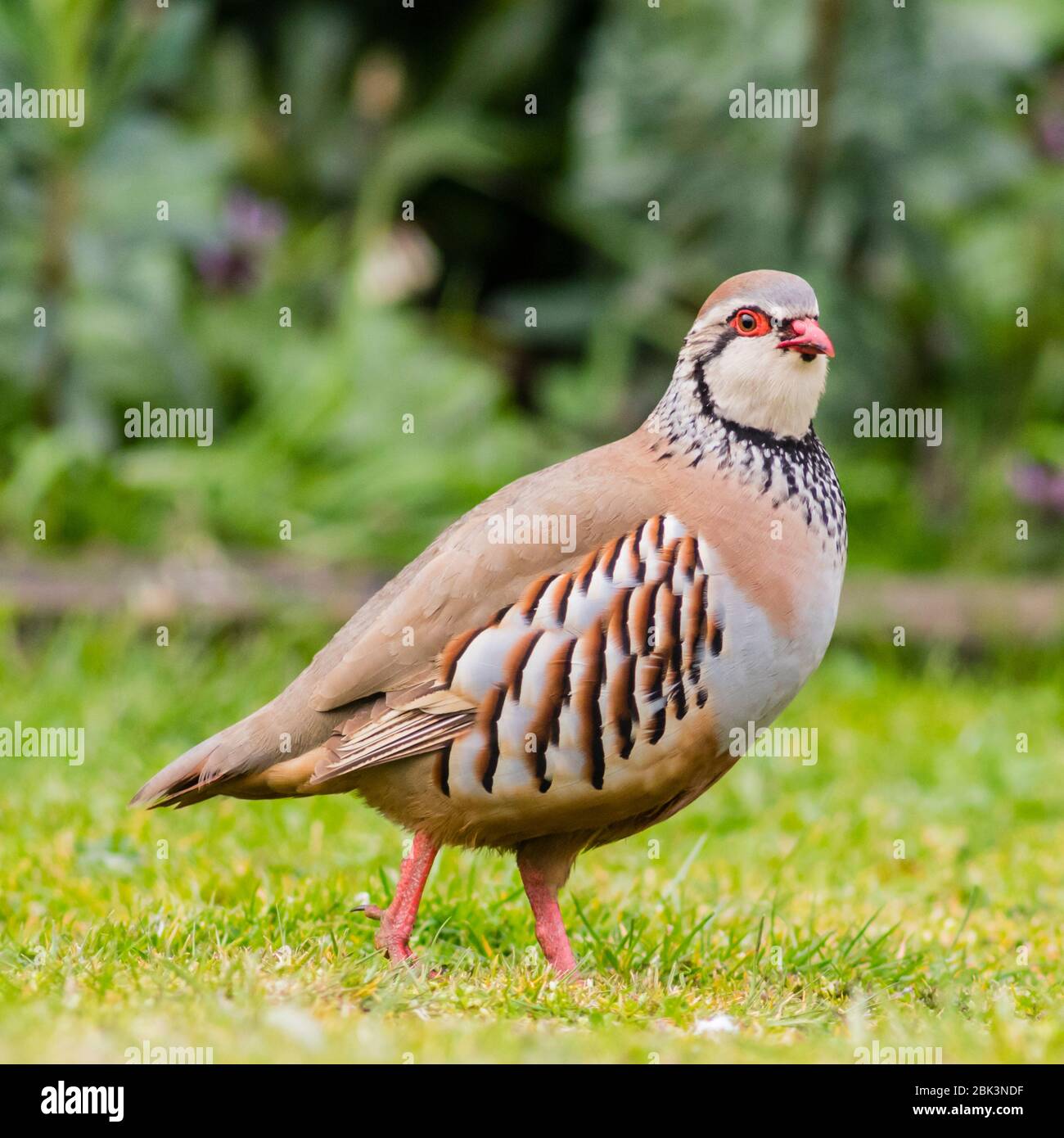 Red legged partridge bird hi-res stock photography and images - Alamy