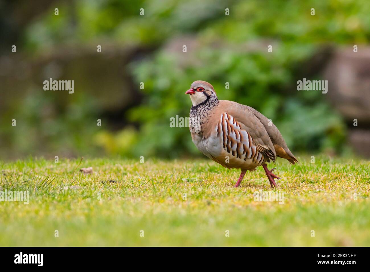 A Red-legged or French Partridge (Alectoris rufa) in the Uk Stock Photo ...