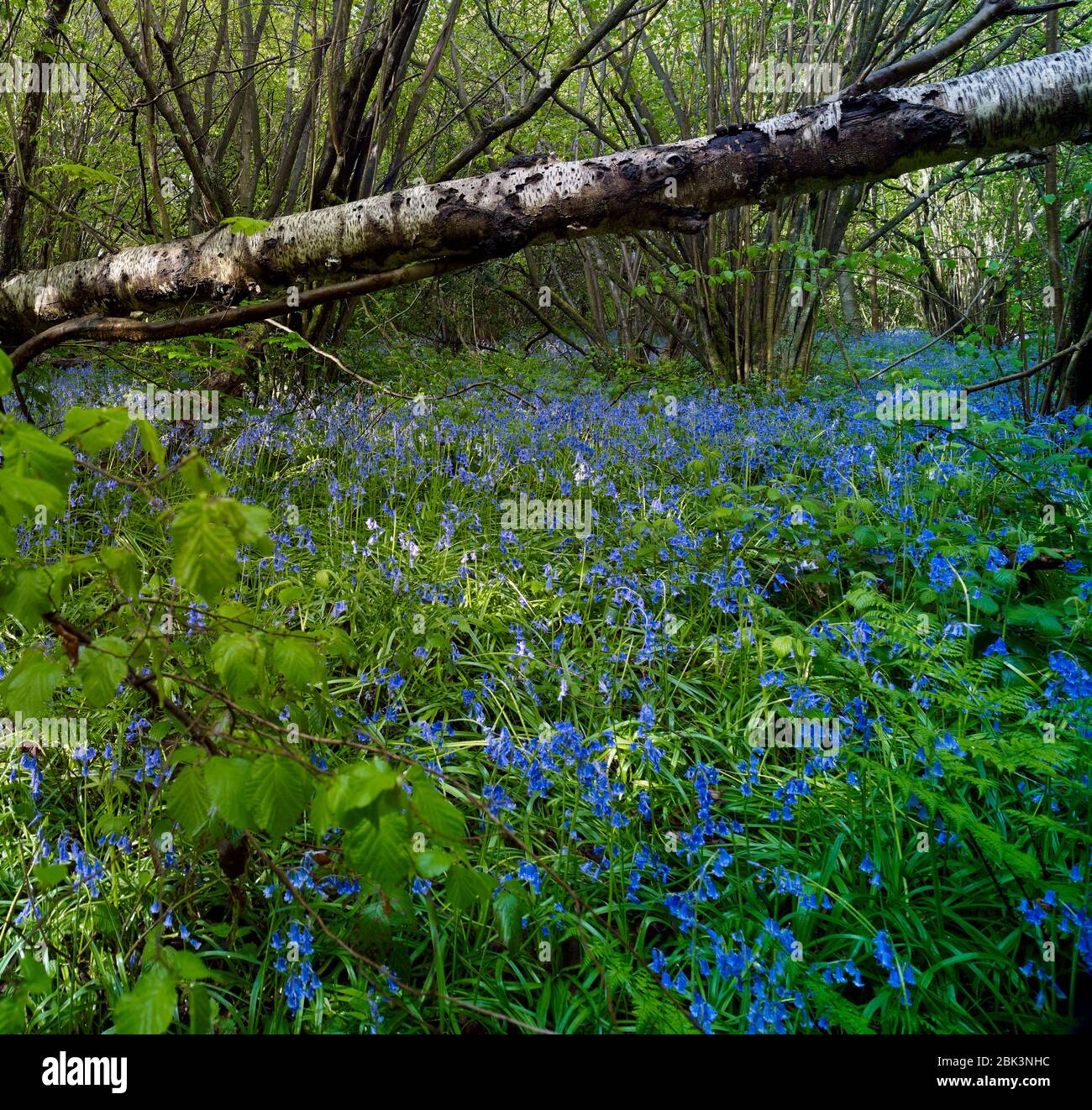 Bluebells flowering in woodlands during spring, Surrey, England, United ...