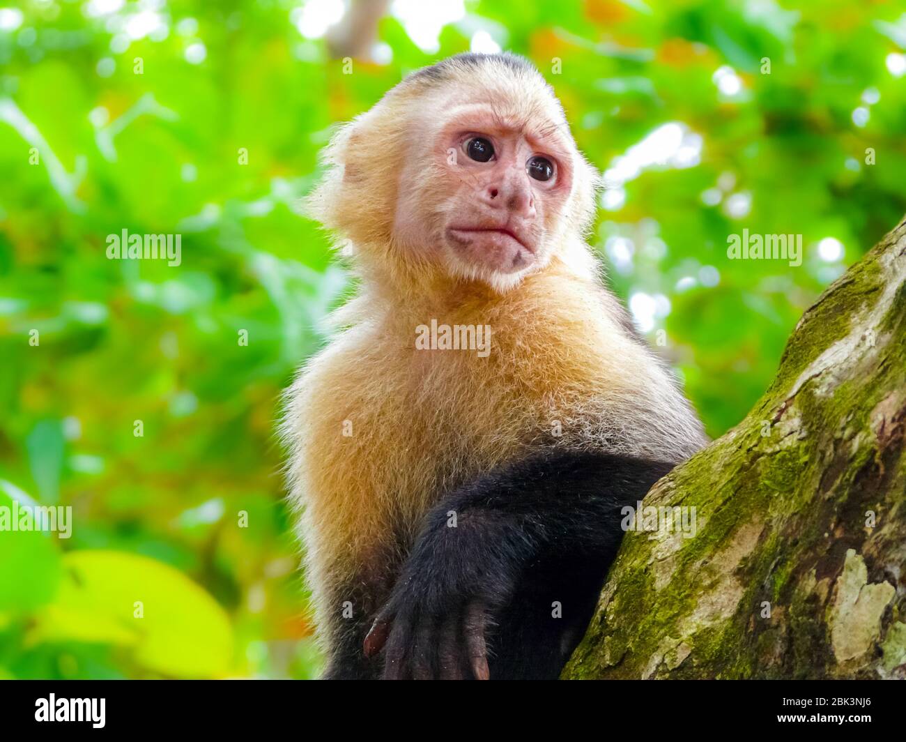 White-faced capuchin monkey, Manuel Antonio National Park, Quepos ...