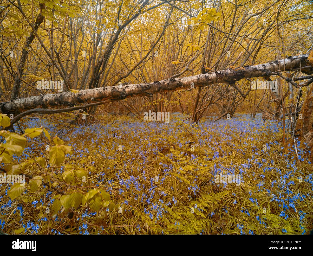 Bluebells flowering in woodlands during spring, Surrey, England, United ...