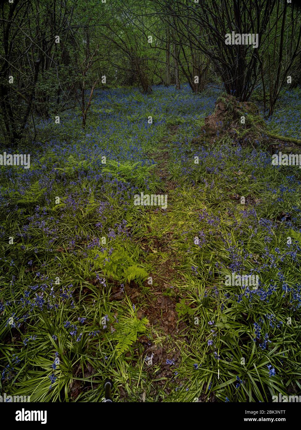 Bluebells flowering in woodlands during spring, Surrey, England, United ...