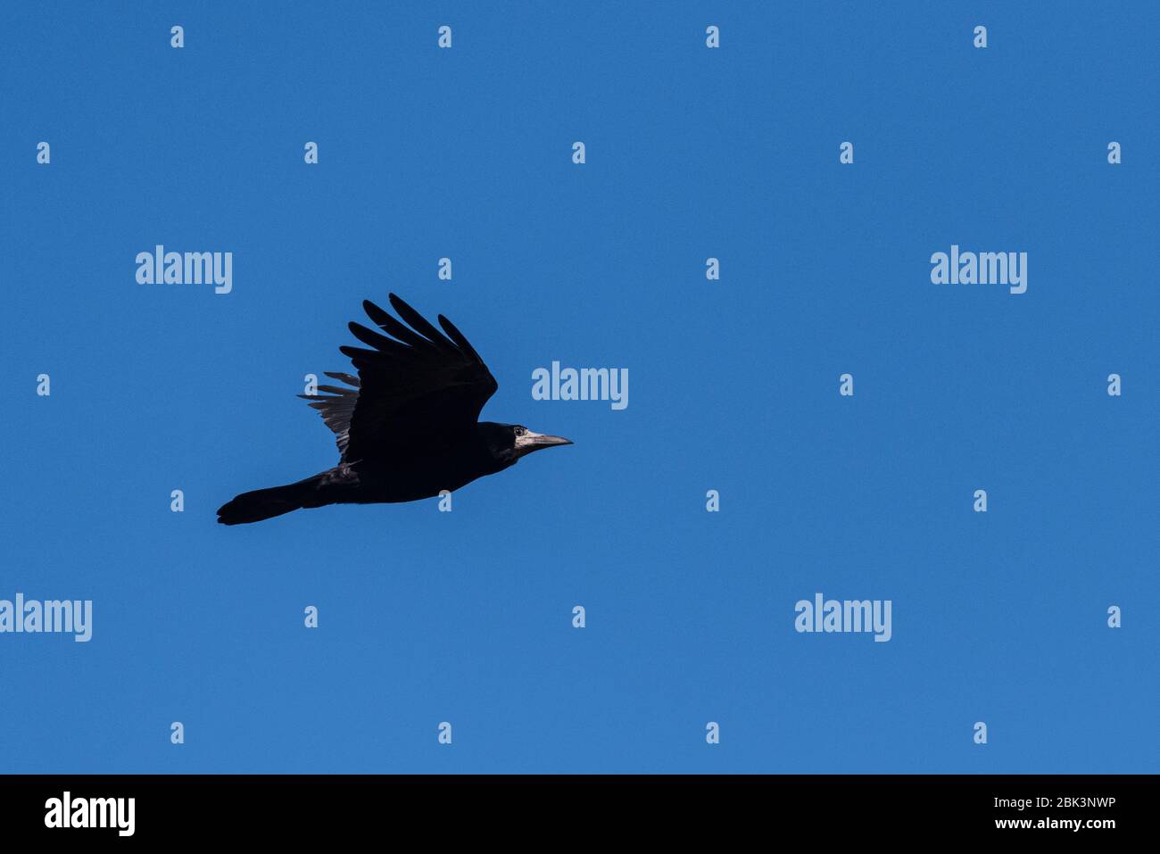 Rook in uk hi-res stock photography and images - Alamy