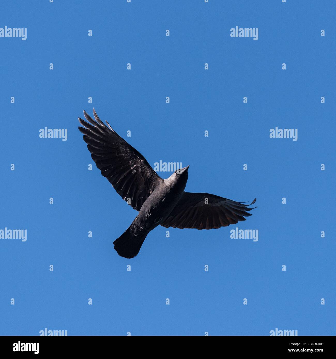 A Jackdaw (corvus monedula) In Flight in the uk Stock Photo - Alamy