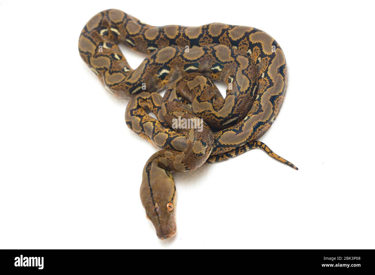 Reticulated Python (Python reticulatus) isolated on white background ...