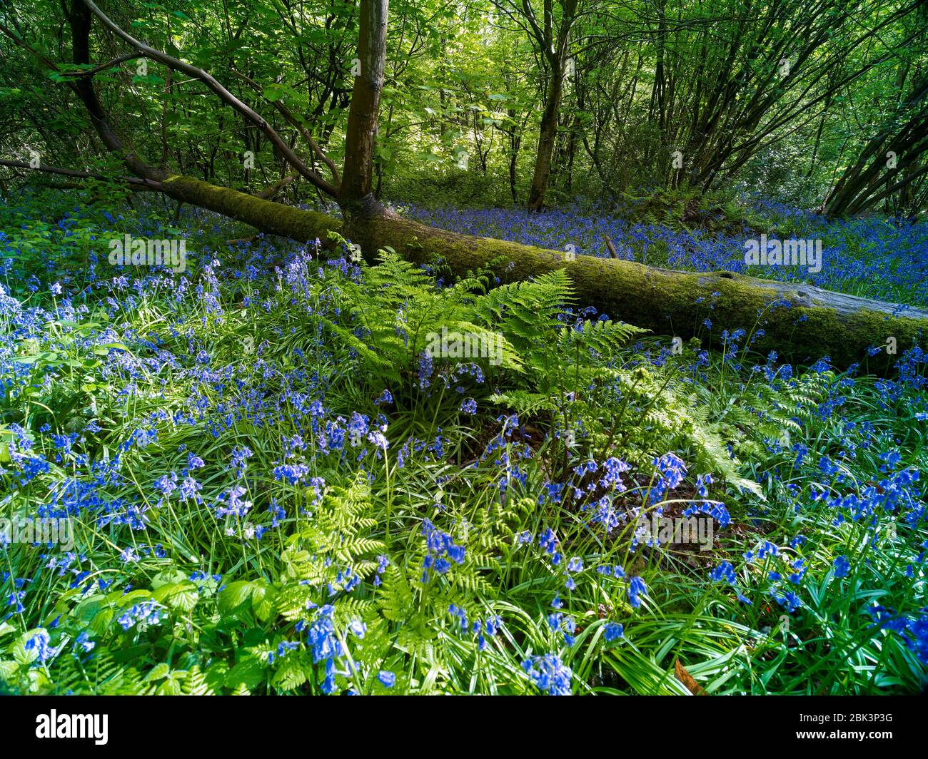 Bluebells flowering in woodlands during spring, Surrey, England, United ...