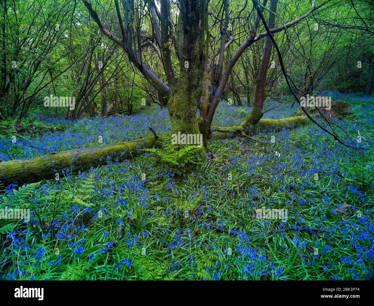 Bluebells flowering in woodlands during spring, Surrey, England, United ...