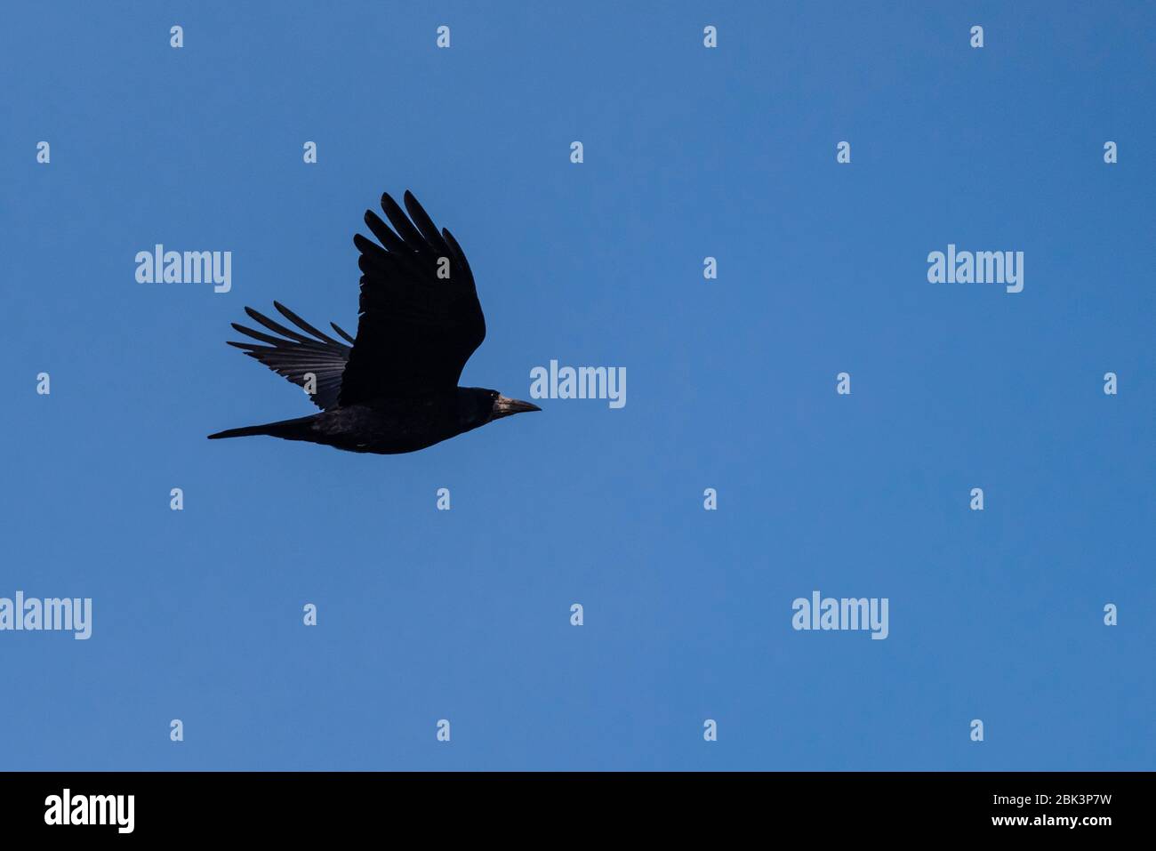 In flight fight hi-res stock photography and images - Alamy