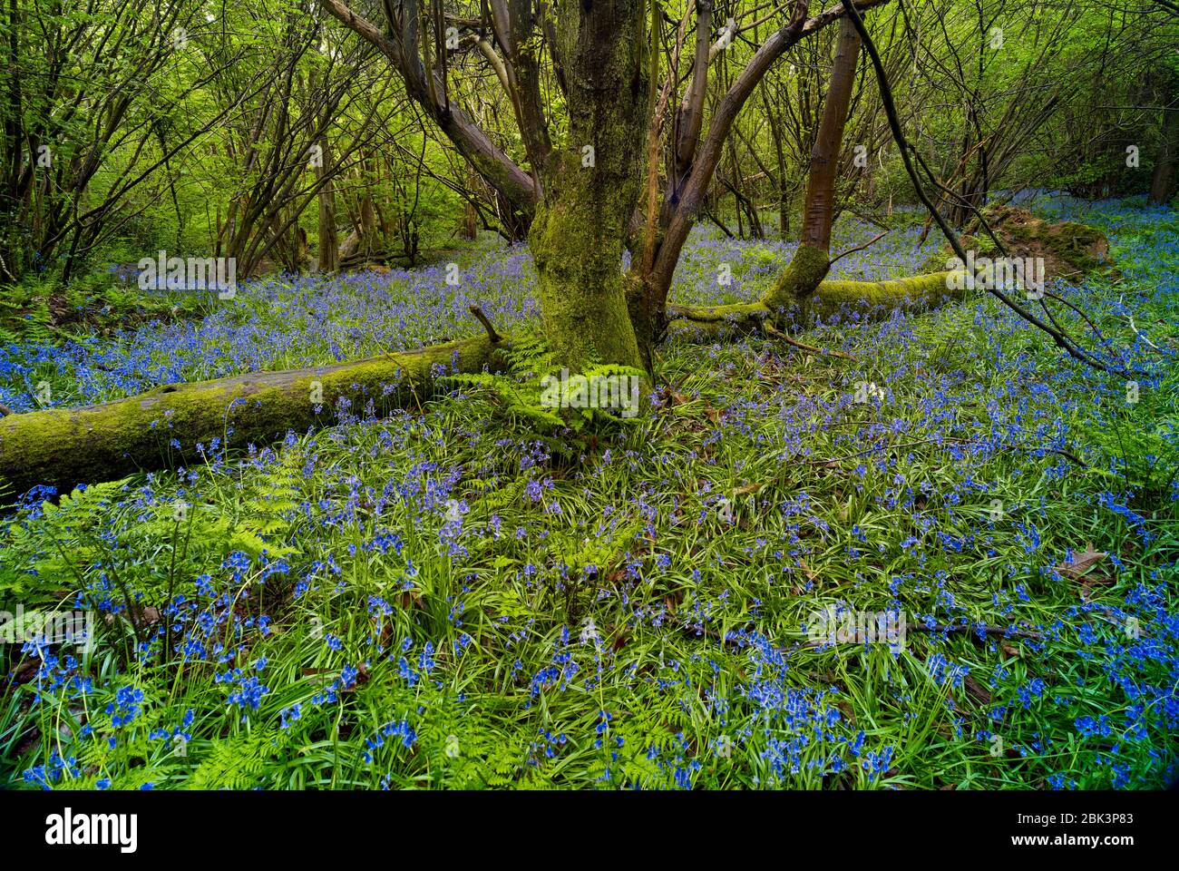 Bluebells flowering in woodlands during spring, Surrey, England, United ...