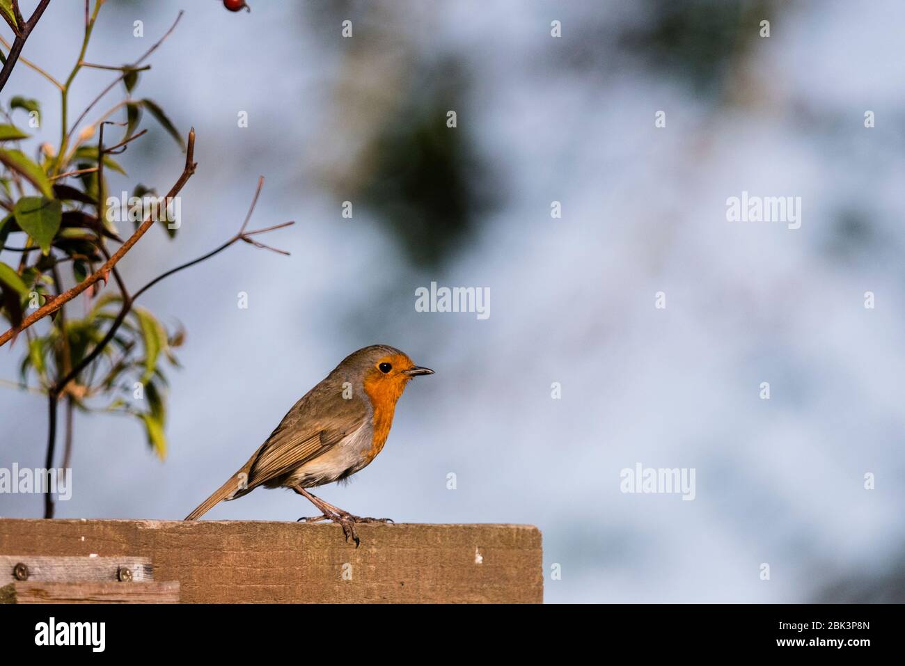 Uk robins hi-res stock photography and images - Alamy