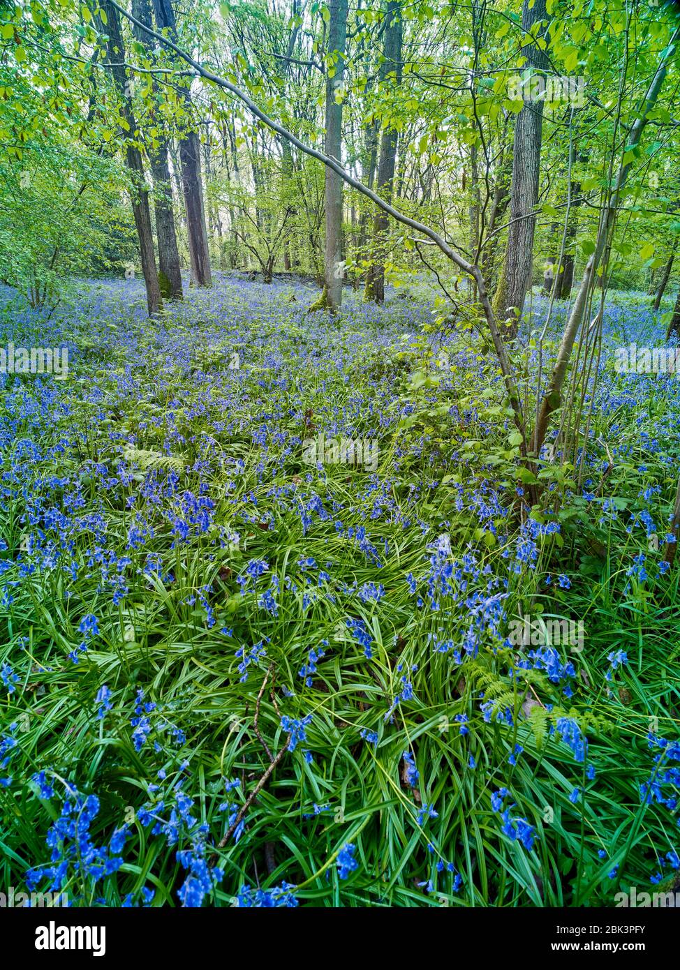 Bluebells flowering in woodlands during spring, Surrey, England, United ...