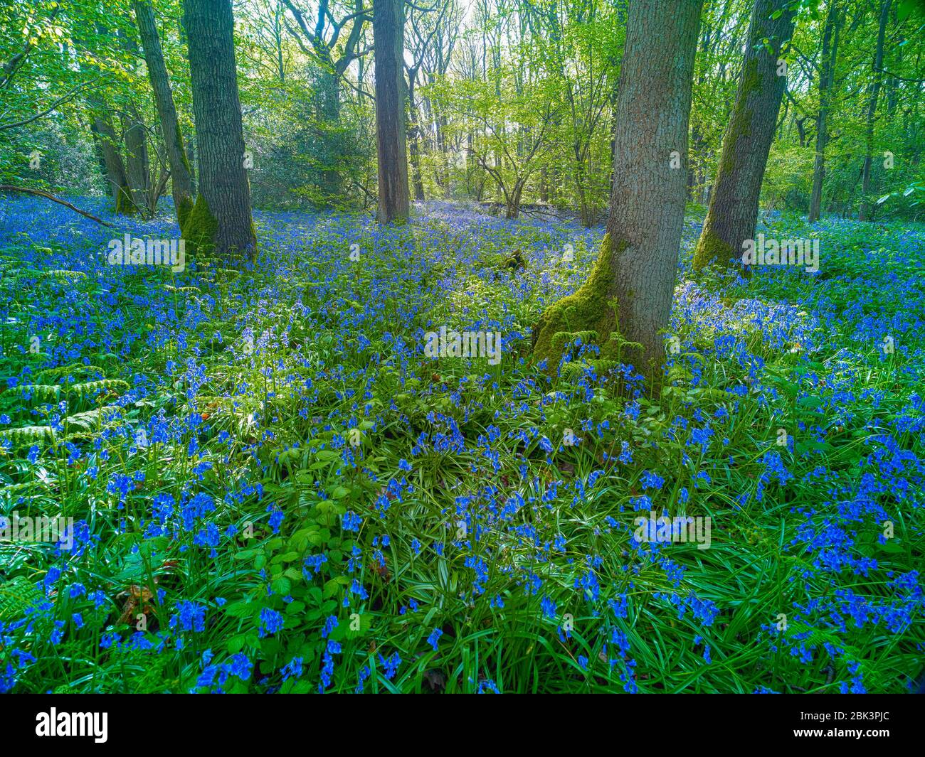 Bluebells flowering in woodlands during spring, Surrey, England, United ...