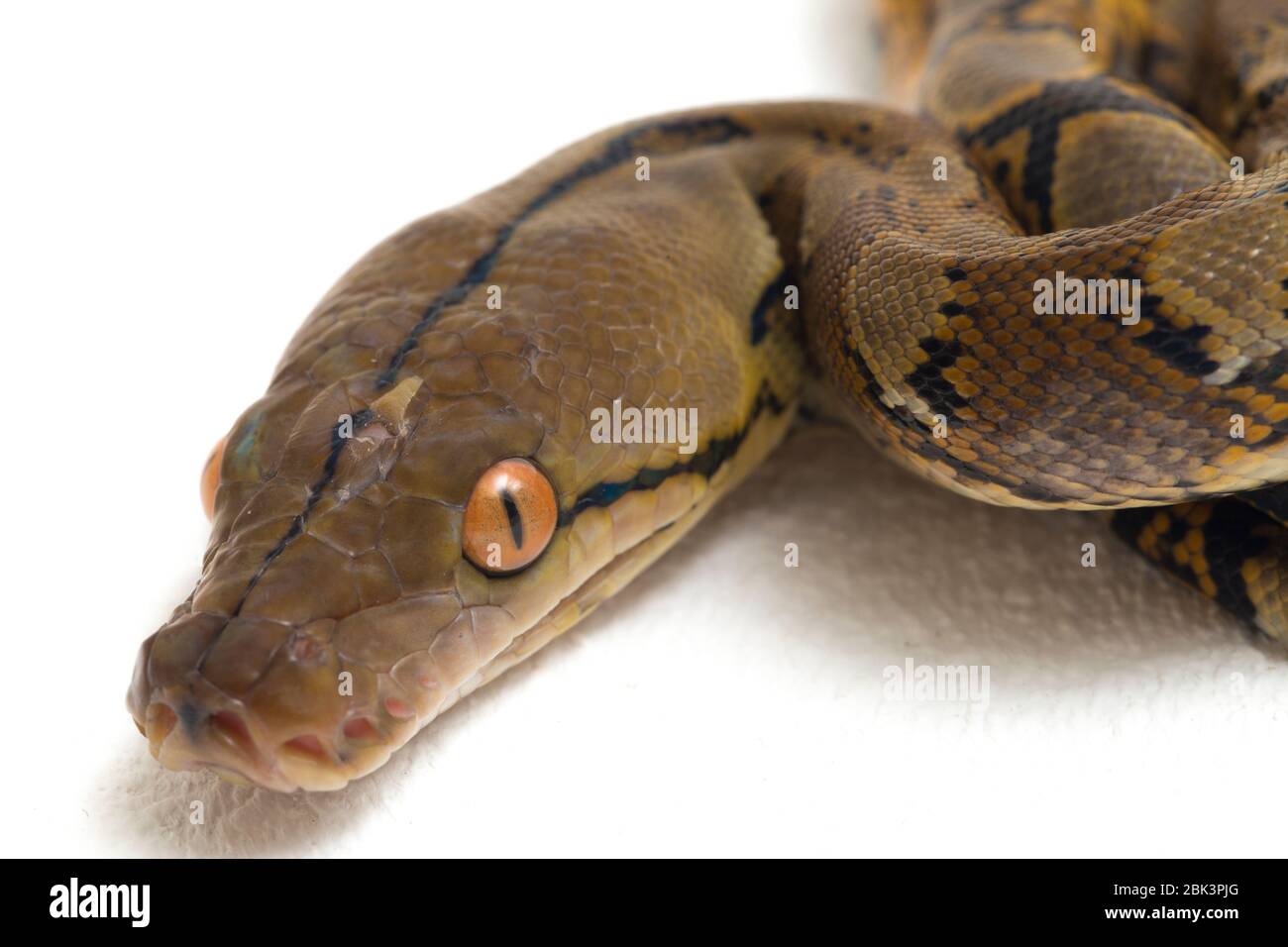 Reticulated Python (Python reticulatus) isolated on white background ...
