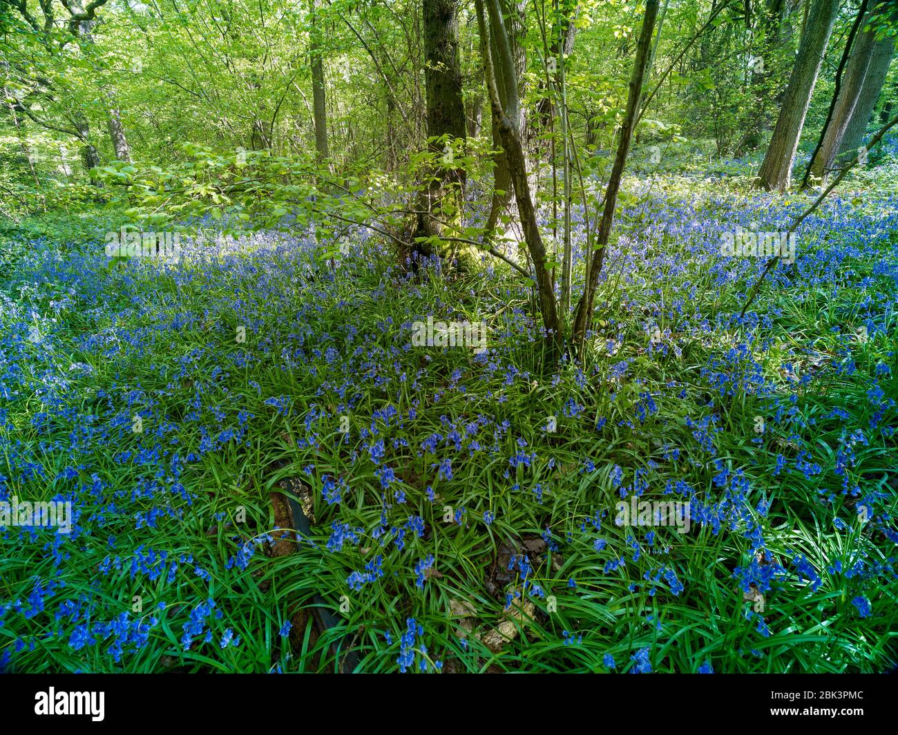 Bluebells flowering in woodlands during spring, Surrey, England, United ...