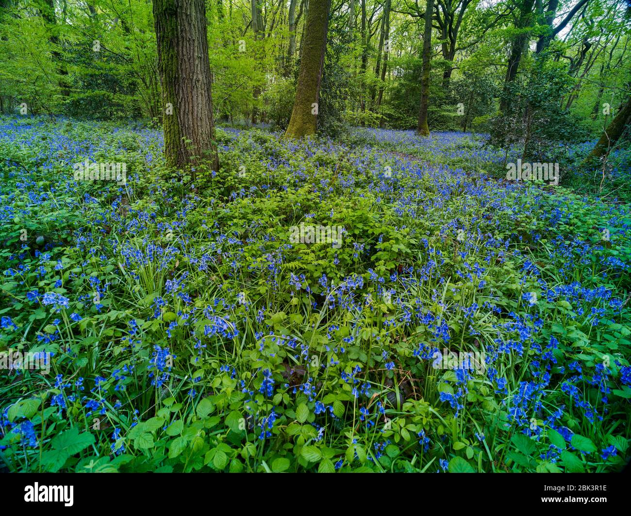 Bluebells flowering in woodlands during spring, Surrey, England, United ...