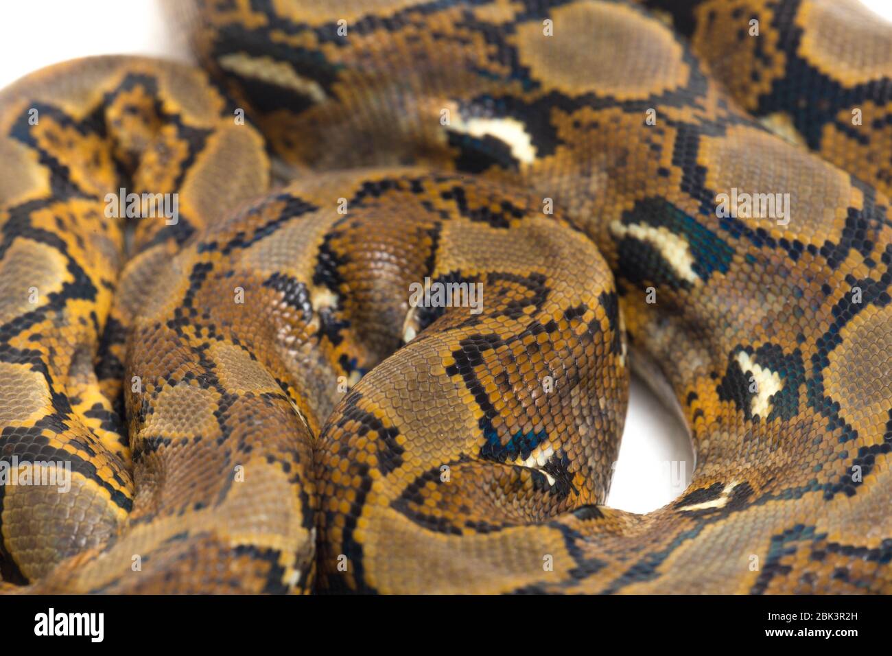 Reticulated Python (Python reticulatus) isolated on white background ...