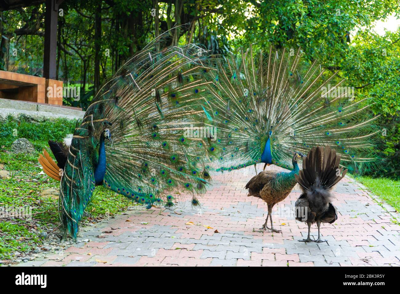 A pair of peacocks fluffy tails flirting to the females in the park ...