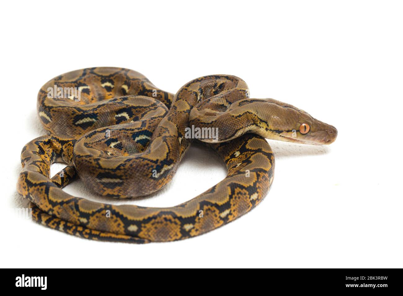 Reticulated Python (Python reticulatus) isolated on white background ...
