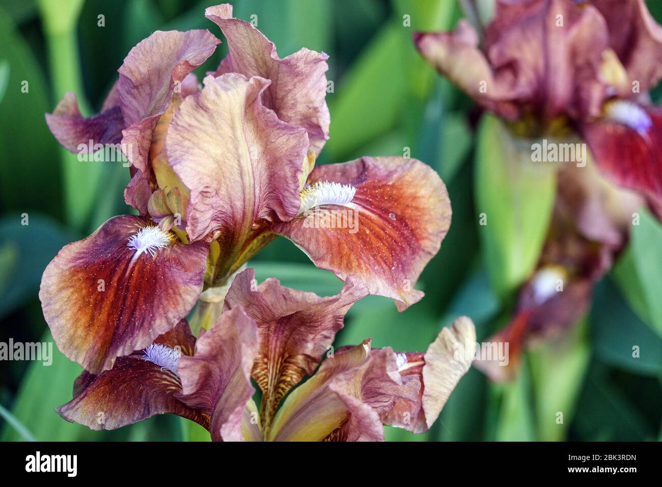 Chocolate Irises, Standard Dwarf Bearded Iris "Yo-yo" Dwarf Iris ...
