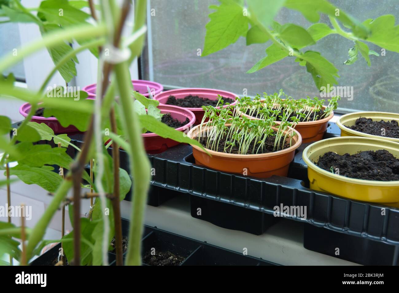 Spring seedlings growing on the window, sprouted plants Stock Photo - Alamy