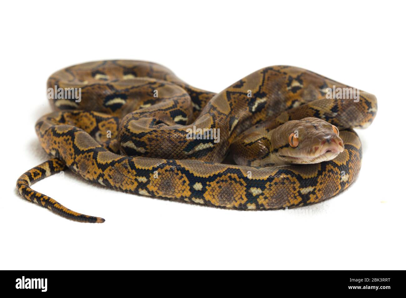 Reticulated Python (Python reticulatus) isolated on white background ...