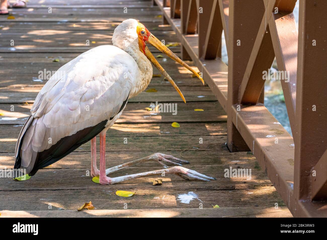 A milk stork sits on the ground with an open beak. Hot day Stock Photo ...