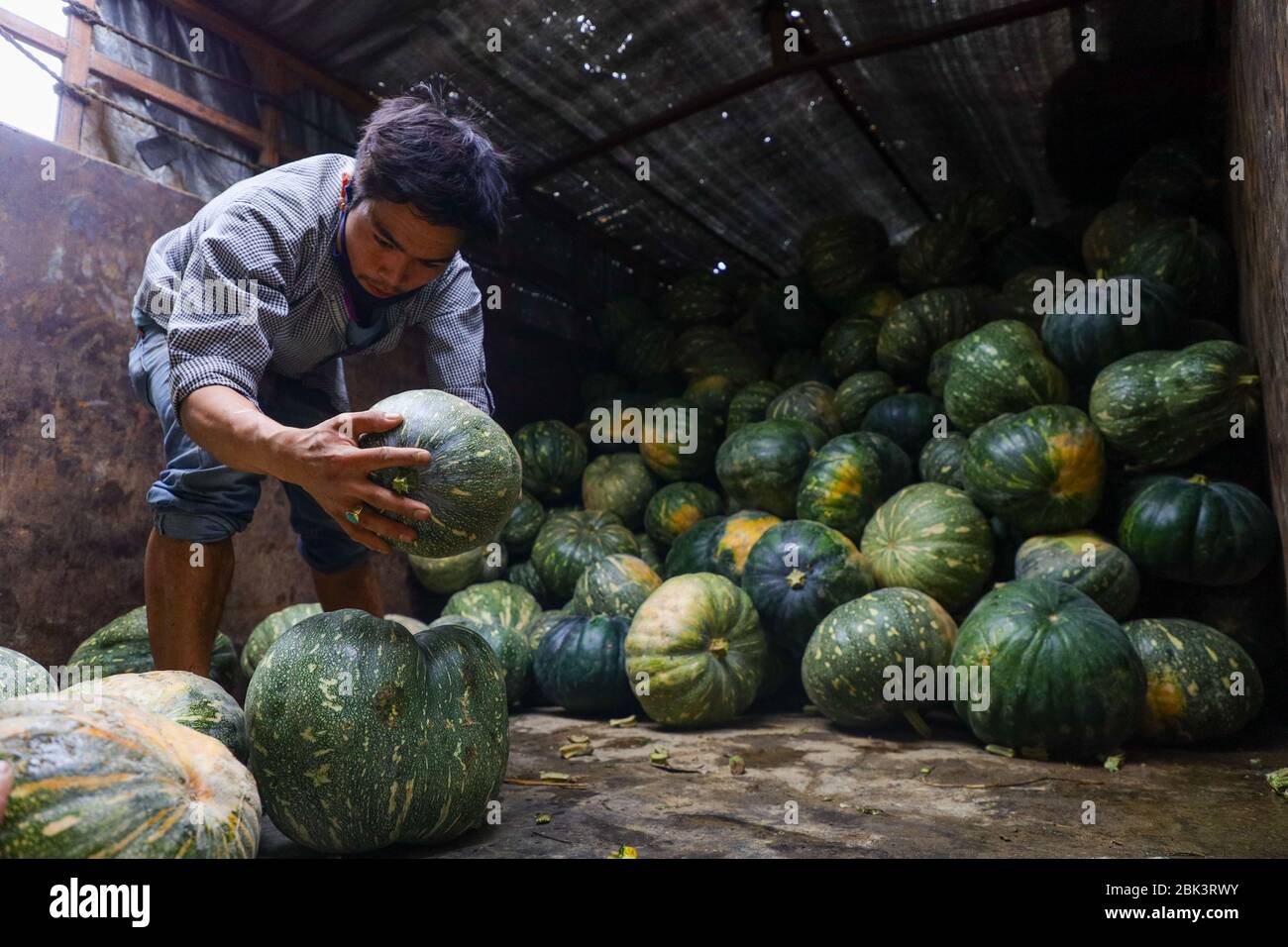 News social pumpkins hi-res stock photography and images - Alamy