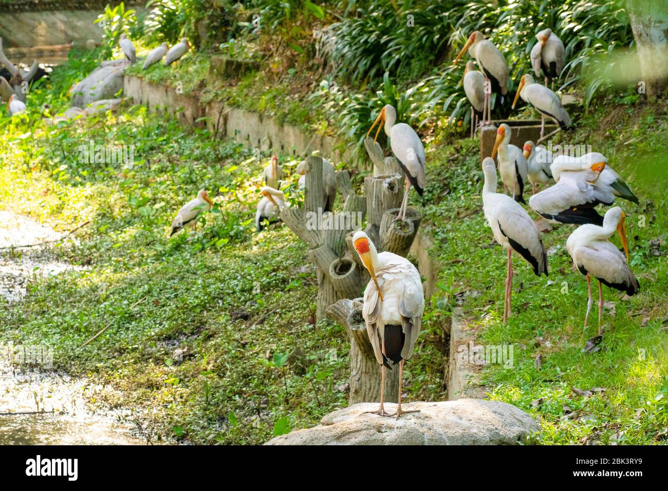 A flock of milk storks sits on a green lawn in a park Stock Photo - Alamy