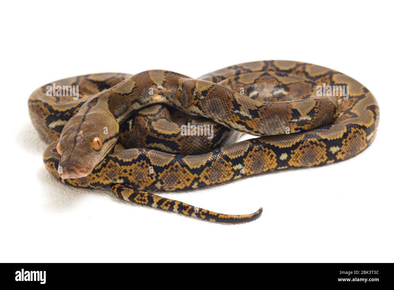 Reticulated Python (Python reticulatus) isolated on white background ...