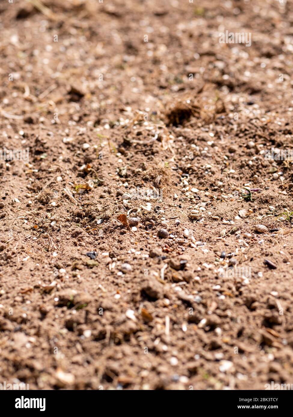 Bare soil covered with a variety of insect friendly wild flower seeds ...