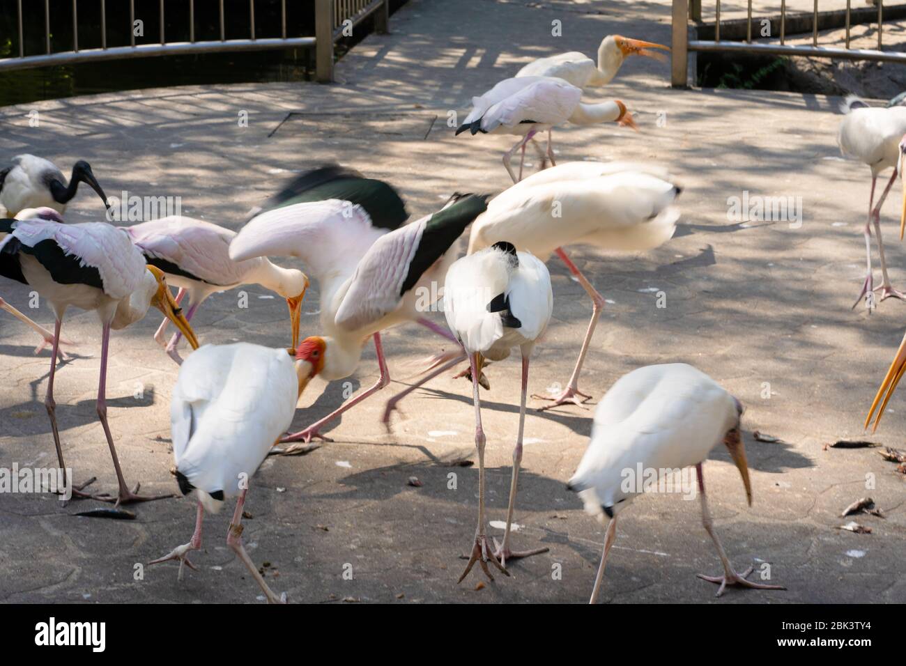 A flock of milk storks feeds in a bird park Stock Photo - Alamy