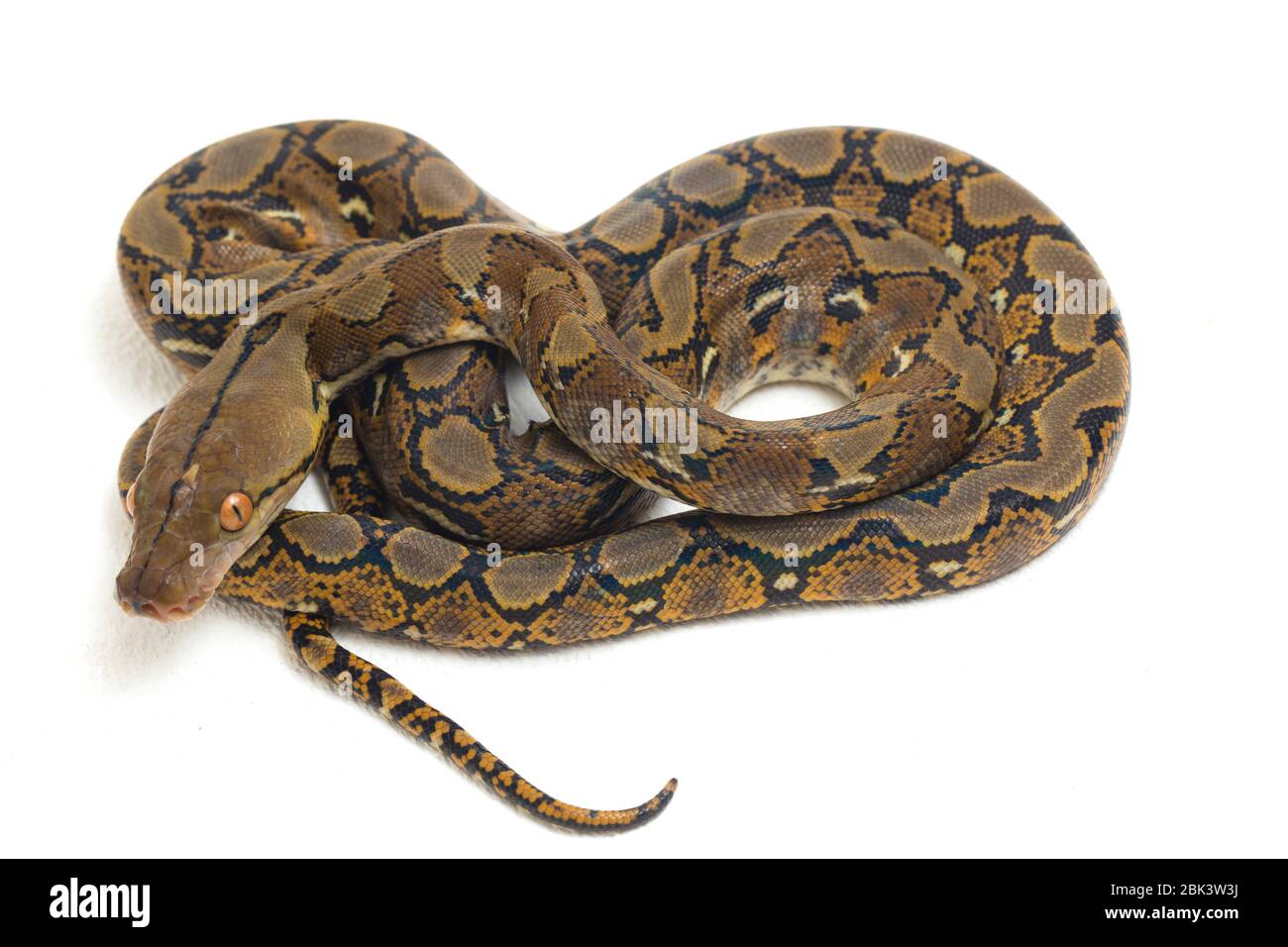 Reticulated Python (Python reticulatus) isolated on white background ...