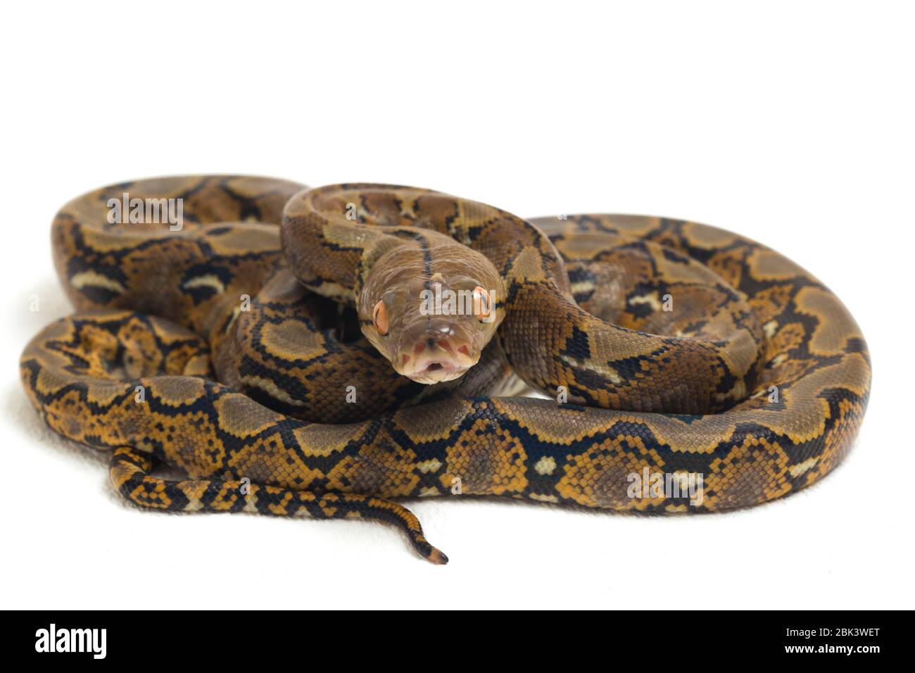 Reticulated Python (Python reticulatus) isolated on white background ...