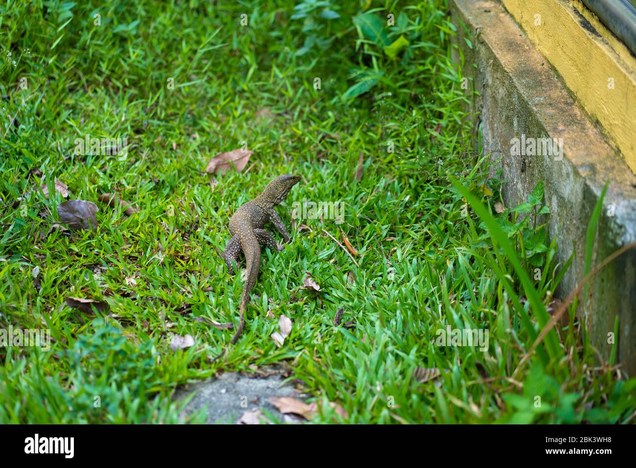 Komodo lizard walks on the lawn in the park Stock Photo - Alamy