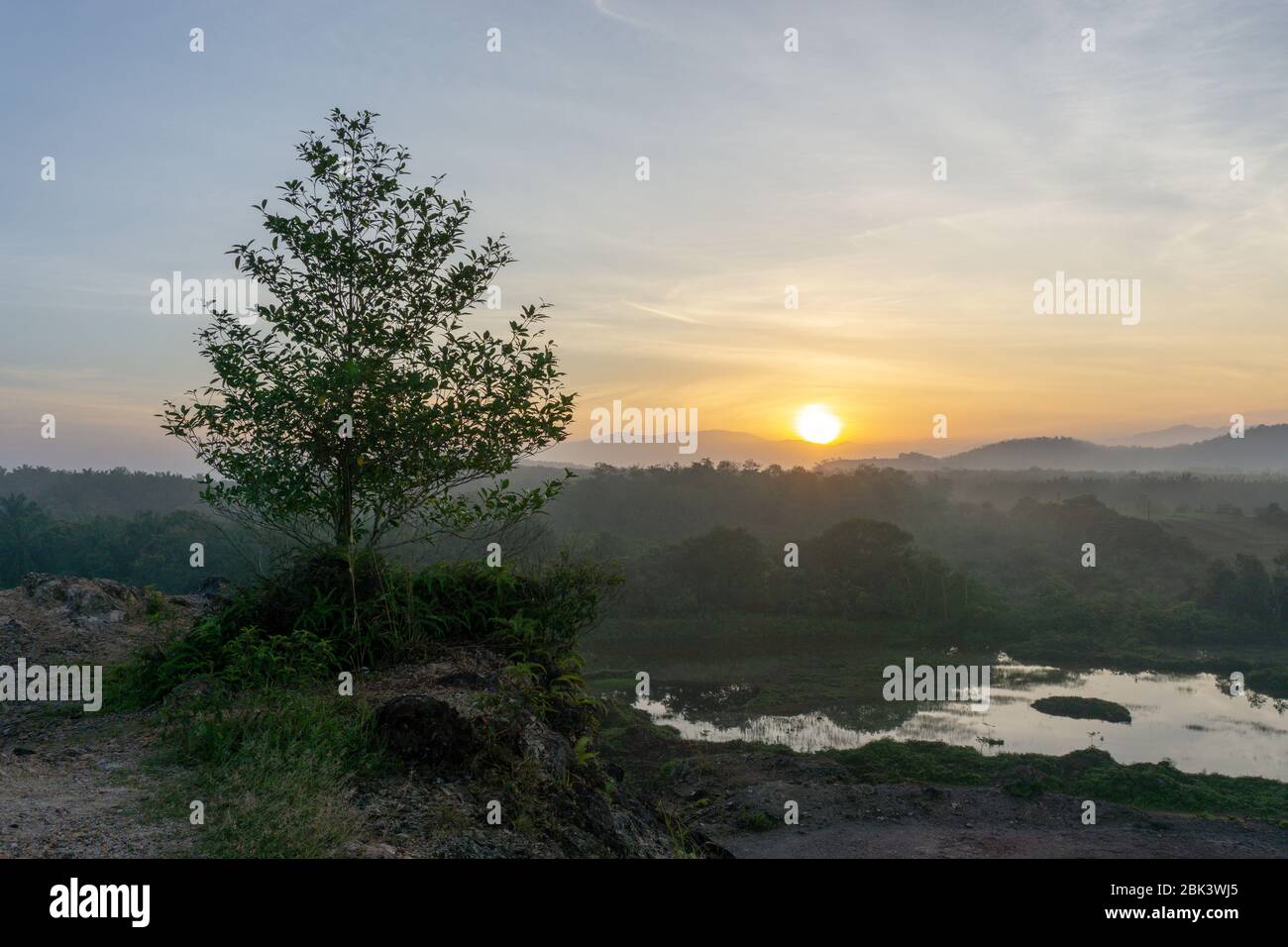 A foliage tree in sunlight in early morning Stock Photo - Alamy