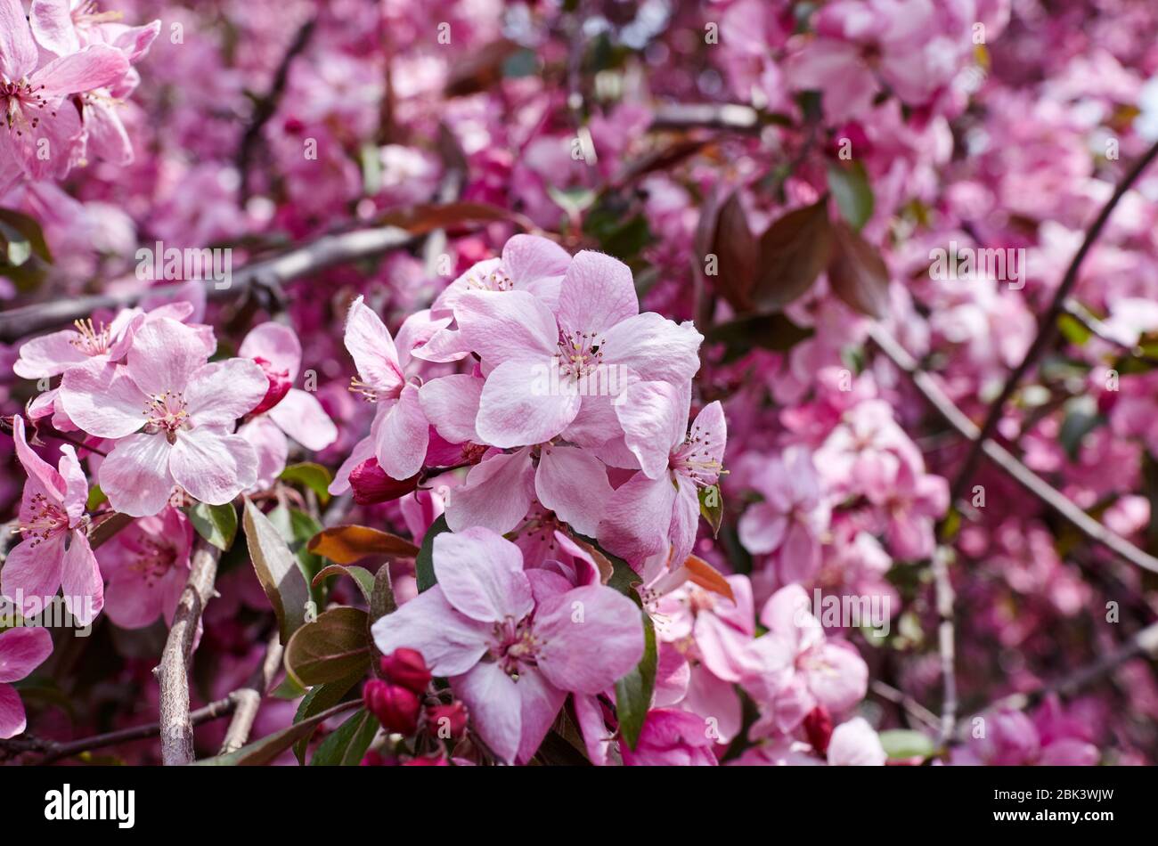 Beautiful pink apple blossom.Flowering apple tree.Fresh spring ...