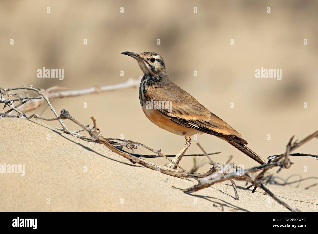 Greater hoopoe-lark (Alaemon alaudipes boavistae) native to desert and ...