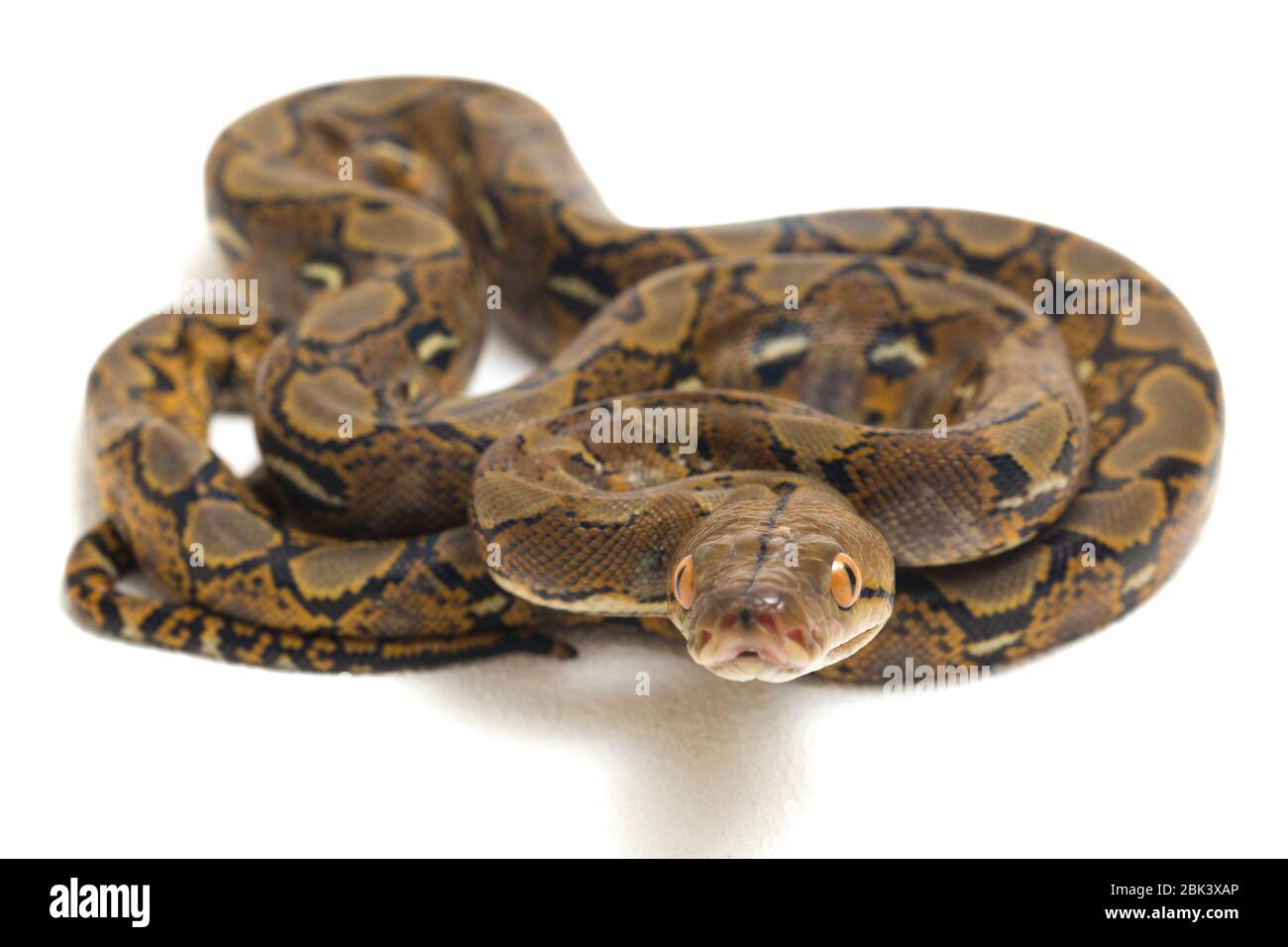 Reticulated Python (Python reticulatus) isolated on white background ...