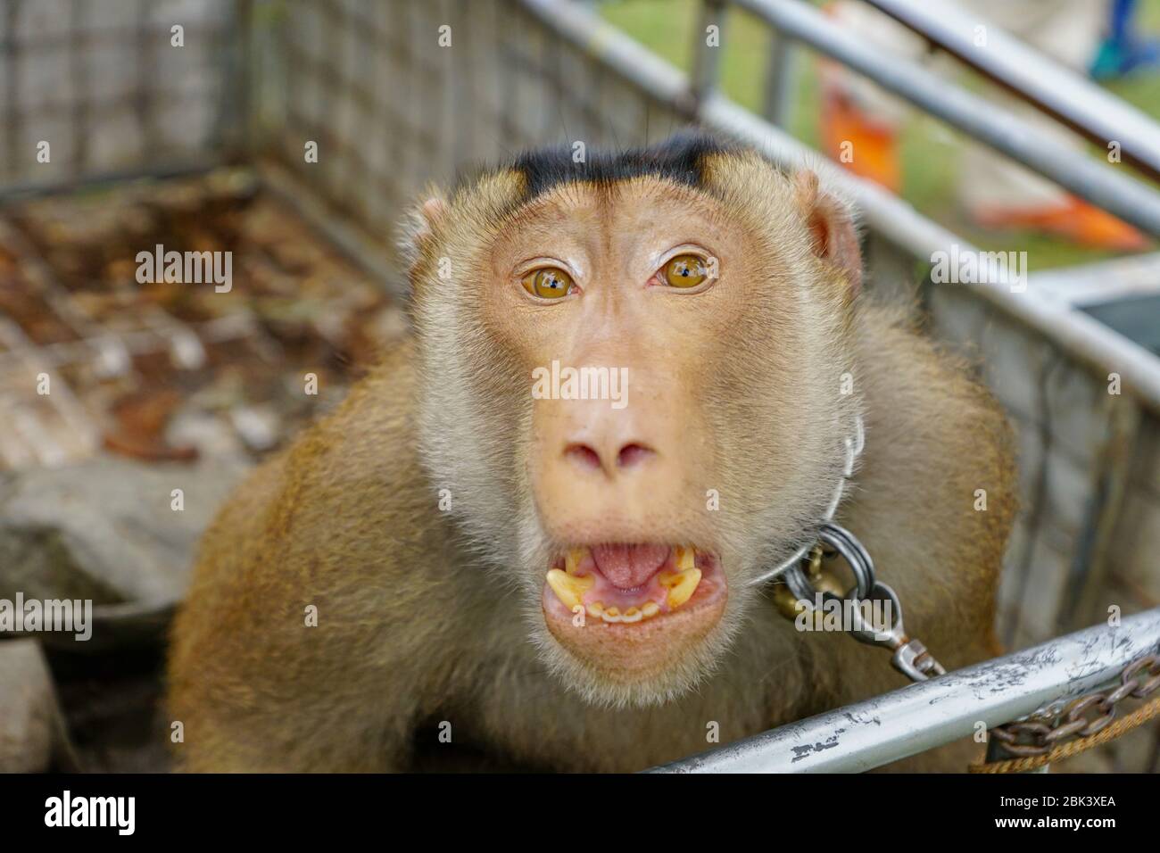 Monkey pet raised from local at Kelantan Stock Photo - Alamy